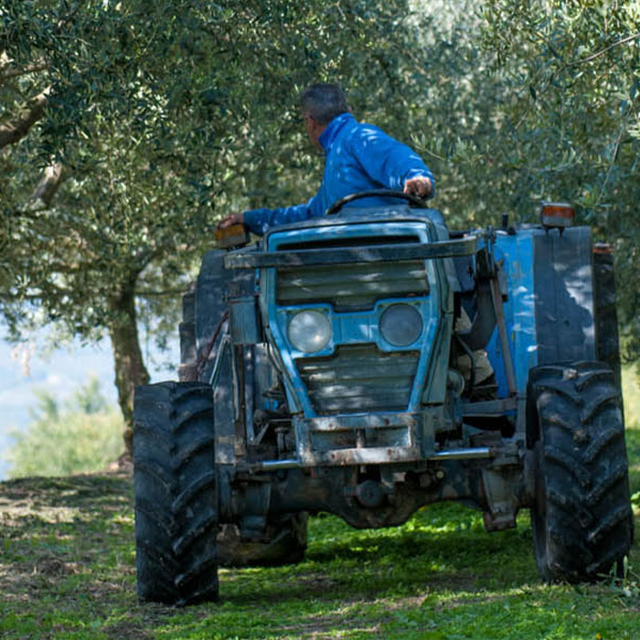 Frantoio Bonamini - olive growing in Verona.